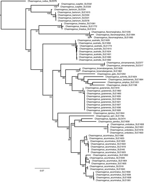 Maximum Likelihood Phylogeny Of Chasmogenus Spp Based On Coi