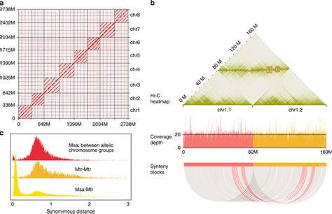 assembly similarity and divergence of allelic chromosomes a overview