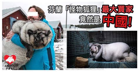 香港動物政策網誌 芬蘭怪物狐狸皮草 中國為最大買家