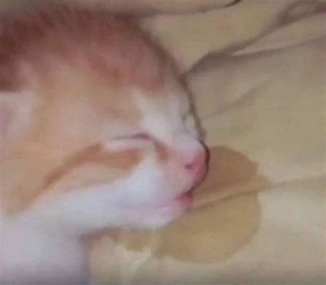 You Must Look So Pretty While Sleeping Tired Cat Reaction Image