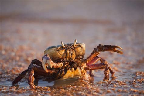 The Sex Starved Crab An Ideastream №41 Poetry Treat By Chris Hedges The Bad Influence Medium