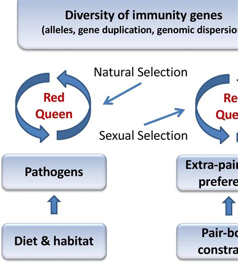 Pdf Endless Forms Of Sexual Selection