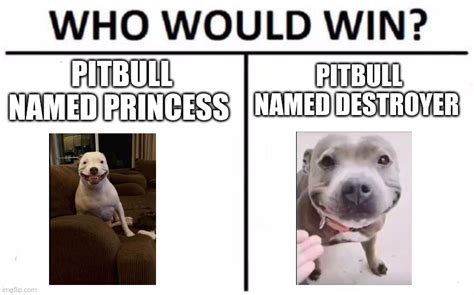 Pitbull Memes And S Imgflip