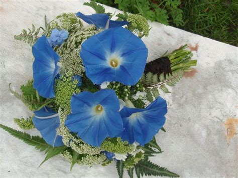 Morning Glories And Queen Annes Lace Bridal Bouquet Blue Morning