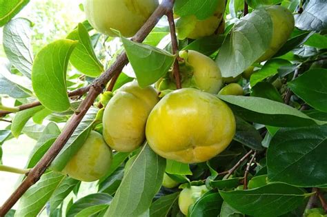 Best Fertilizer For Persimmon Trees Homemade Organic Natural Liquid Compost How And When