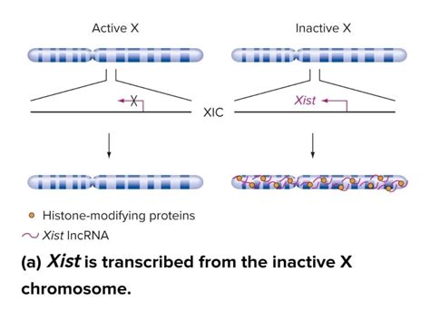 Genetics And Genomic Medicine Center Ggmc On Linkedin Research On The Xist Gene And X