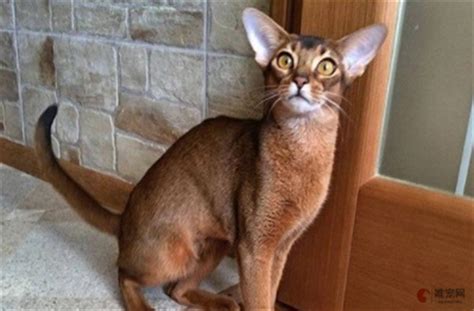 阿比西尼亚猫和中华田园猫哪个好养 唯宠网