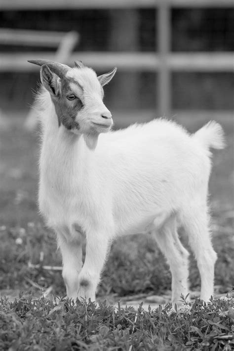 Herr Fridolin Sterntalerhof