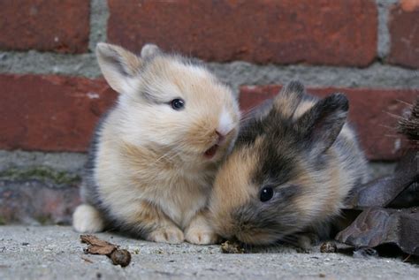 Rabbit Chow Filters Sex Hormones Out Of Wastewater Grist