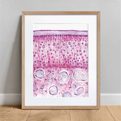 Canine Olfactory System Diagram Olfactory Flowchart Pathways