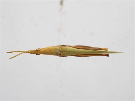 短额负蝗 Atractomorpha sinensis 物种库 国家动物标本资源库
