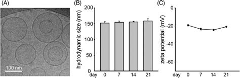 Liposome‐assisted Penetration And Antiaging Effects Of Collagen In A 3d Skin Model Lee 2024