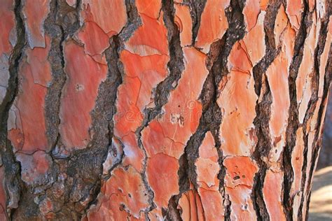 Light Falling Rust Coloured Bark Pine Tree Stock Photos Free Royalty Free Stock Photos From
