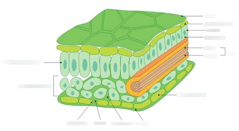 Biology Exam Unit 4 Internal Structure Of A Leaf Diagram Quizlet