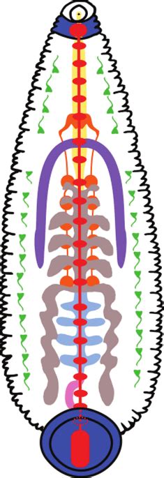 Segmentation In The Helobdella Body Plan