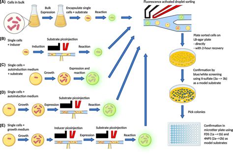 Overview Of Sorting Protocols Compared Single Cells Were Sorted After Download Scientific