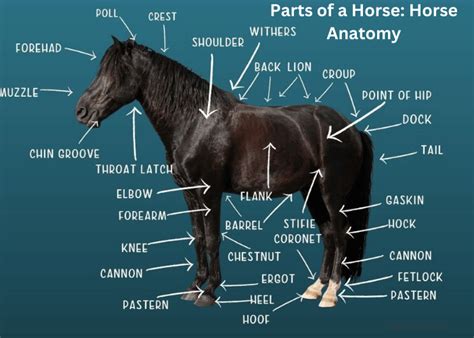 External Anatomy Of A Horse