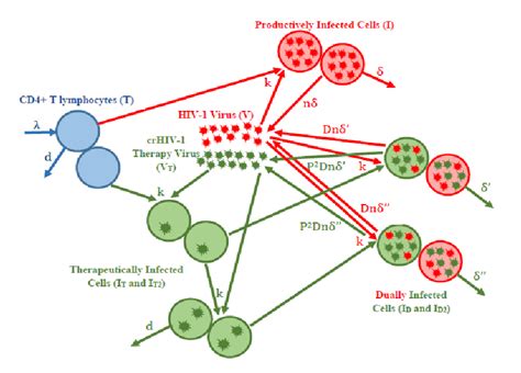 Schematic Drawing For Super Infection Model Of Hiv 1 In Vivo Dynamics Download Scientific