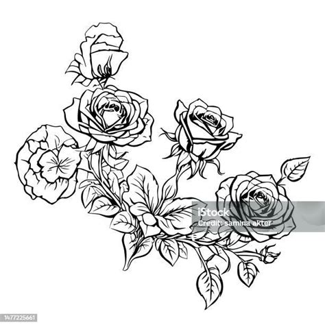 장미 라인 아트 장미 꽃 연필 그리기 장미 벡터 아트 현실적인 장미 윤곽선 그리기 개체 그룹에 대한 스톡 벡터 아트 및 기타 이미지 개체 그룹 고풍스런 관목 Istock