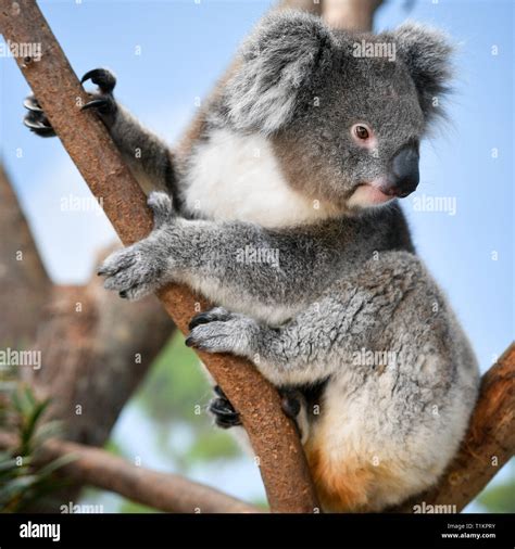 A Southern Koala At The New Koala Creek Enclosure In Longleat Safari