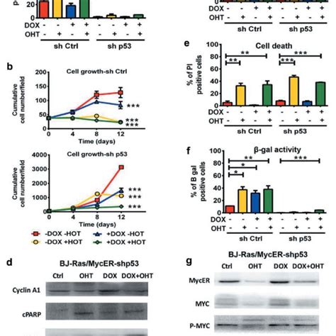 Combined Activation Of Myc And Ras In Bj Ras Mycer Cells Does Not Download Scientific Diagram