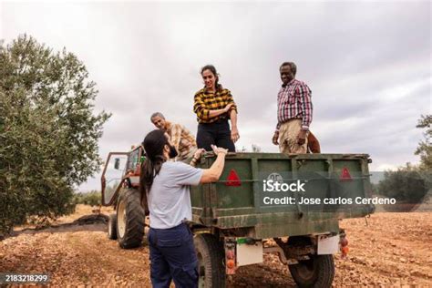 트랙터와 트레일러로 올리브 과수원에서 올리브를 수확하는 농부들 20 24세에 대한 스톡 사진 및 기타 이미지 20 24세 30 34세 35 39세 Istock