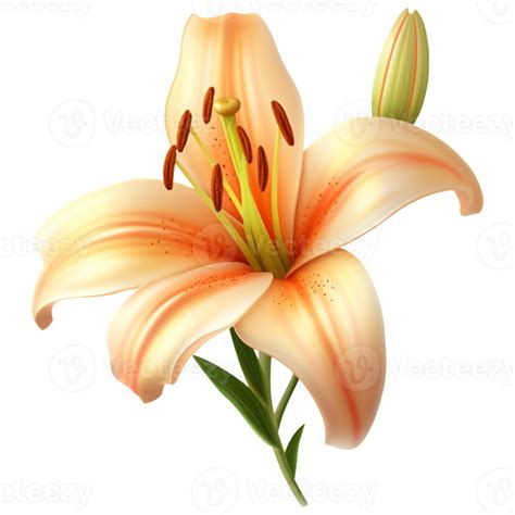 3d Lily Aesthetic 26852023 Png