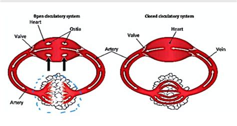 Open And Closed Circulatory System In 2025 Circulatory System Biology Heart Valves