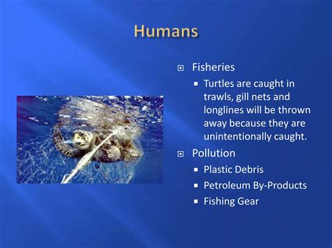 Sea Turtle Predators Pptx