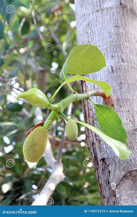 Jackfruit Small Jackfruit On Jackfruit Tree Stock Image Image Of