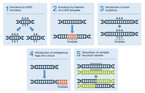 Repair Template Crispr