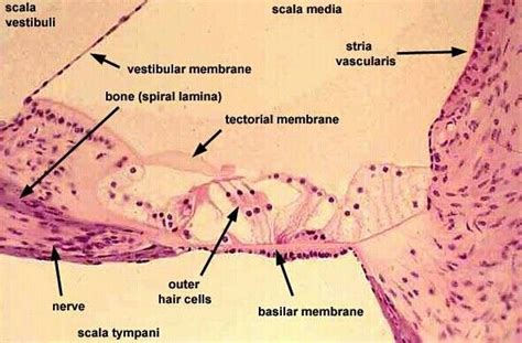 Corti S Organ Anatomy And Physiology The More You Know Physiology