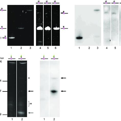 Detection Of Full Length Dna And Rna Through The 3 ′ 5 ′ Branch By Download Scientific