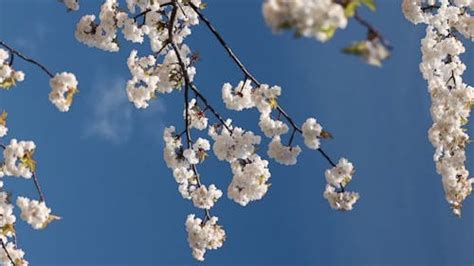 Momsfuckingsonsvideos Videos Download The Best Free 4k Stock Video