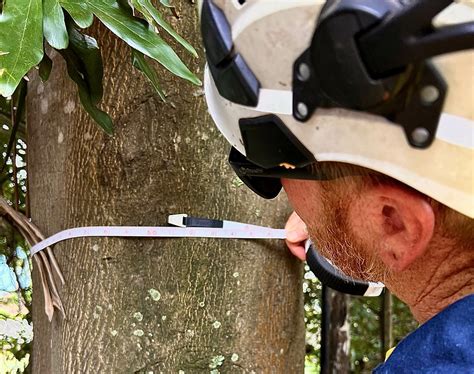 Tree Plotting And Mapping From Professional Consulting Arborists