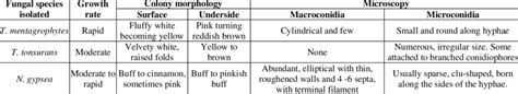 Characteristics Of The Identified Species Of Fungi Causing Tinea