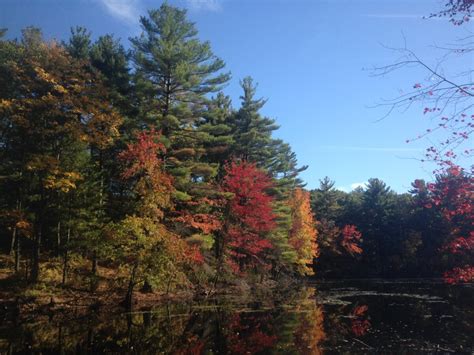 Why Do Trees Turn Colors In The Fall Gulo In Nature