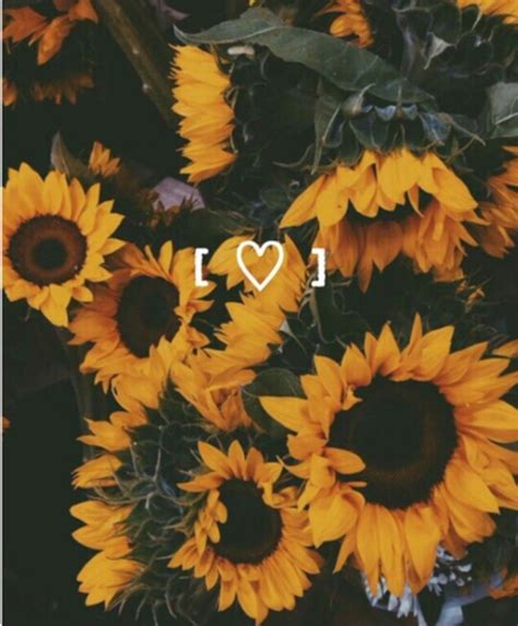 Yellow Aesthetic Images On