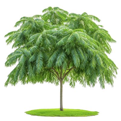 Tree Plan PNGs For Free Download