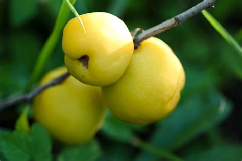 잘 익은 노란색 모과 열매는 녹색 단풍과 퀸스 나무에서 성장 0명에 대한 스톡 사진 및 기타 이미지 0명 3가지 개체 가득 찬 Istock