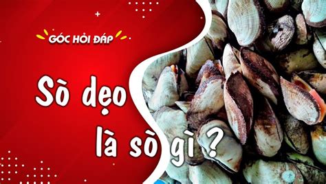 Sò Dẹo Là Sò Gì Sò Dẹo Giá Bao Nhiêu 1kg