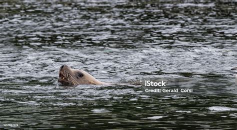 Steller 바다 사자 Eumetopias Jubatus Steller의 바다 사자 또는 북부 바다 사자라고도 알려진 바다사자의 크고 거의 멸종 위기에 처한 종으로 주로
