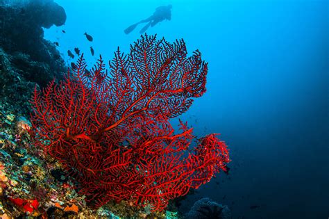 Forcing Coral To Have Sex Could Save The Great Barrier Reef