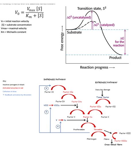 Diagram Of Clotting Factors Quizlet