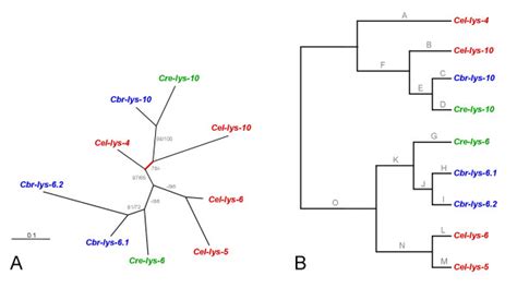 Genealogy Of The Protist Type Clade 2 Lysozymes Including A The