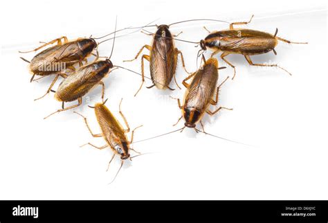 Close Up Blattella Germanica German Cockroach Isolated On White Stock