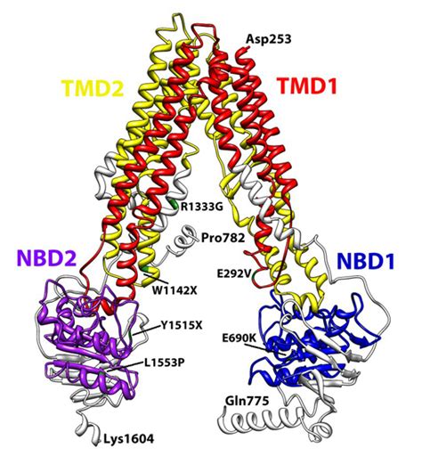 Structural Features Of The Atp Binding Cassette Abc Transporter Abca3
