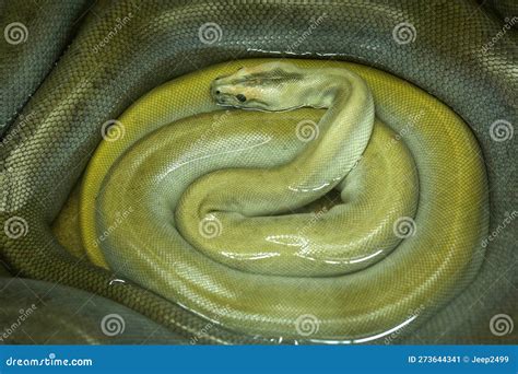 The Green Burmese Python Stock Image Image Of Burmese 273644341