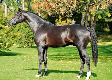 BRETTON WOODS | HorseTelex