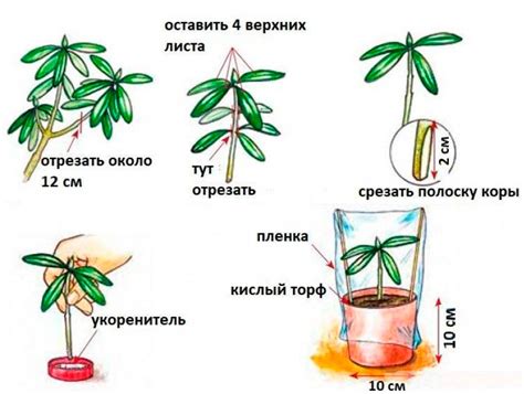 Рододендрон